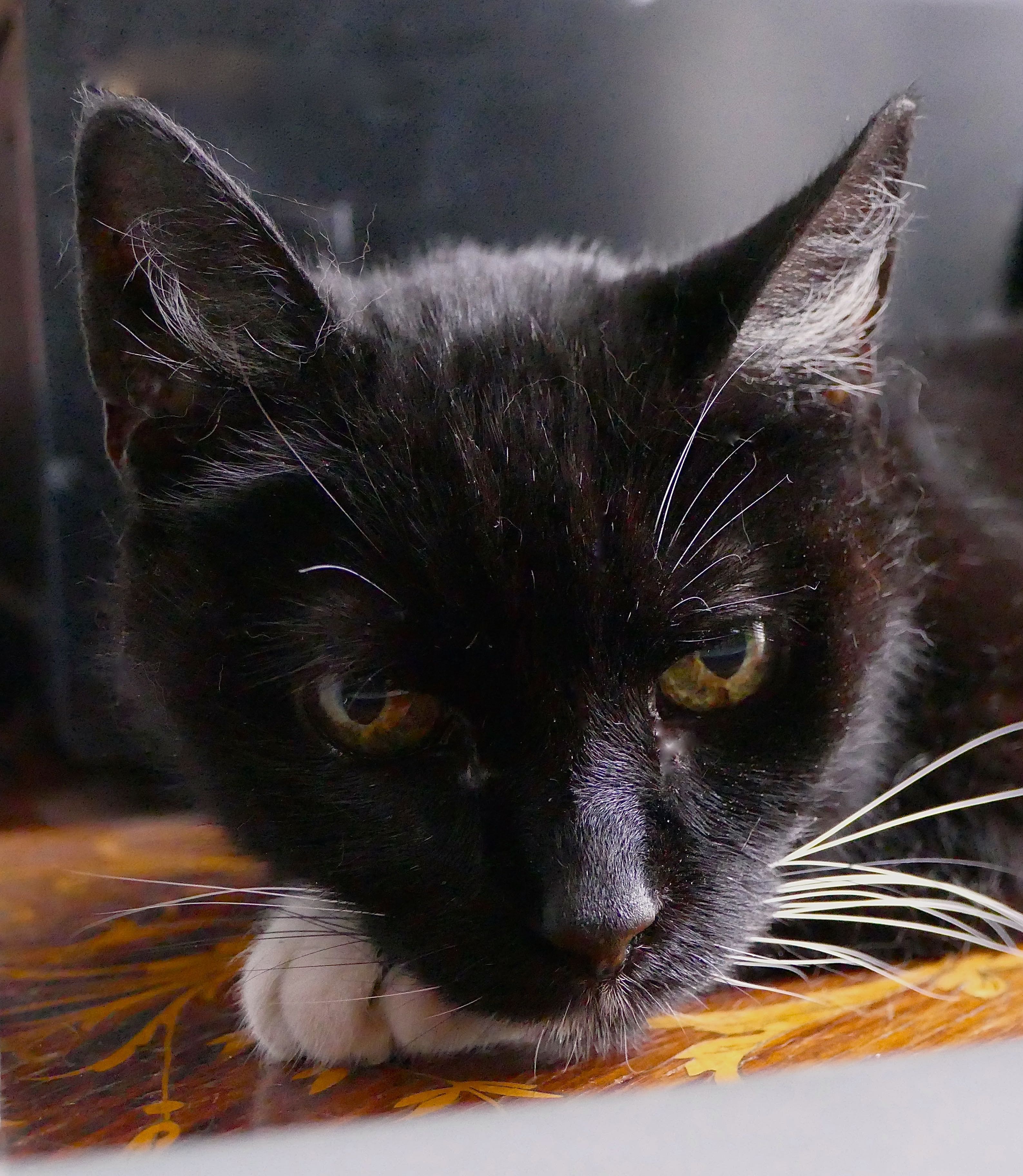 LIEVE KLEINE KATTEKOP – MARIE HUANA